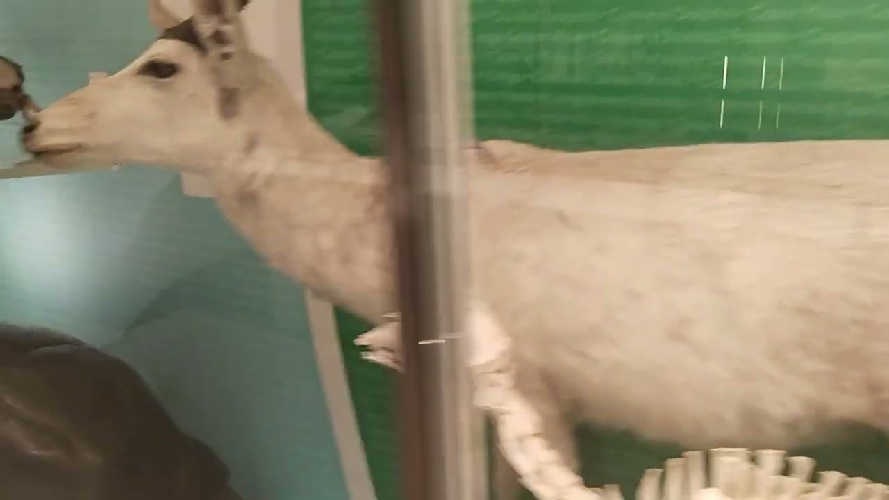 Killer fish skeleton in museum