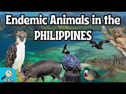 🇵🇠Discover the Unique Wildlife of the Philippines (Endemic Animals in the Philippines)
