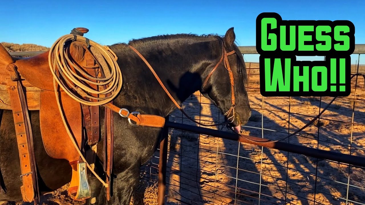 The PDR… a DEBT-FREE ranch?!? | Ranching on STALLIONS | NEW truck & trailer??? 🧐