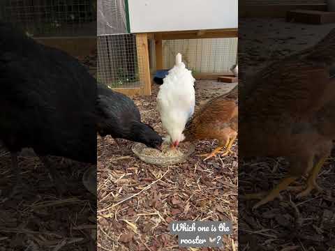 How to know I chick is a male or female? #rooster #hen #backyard