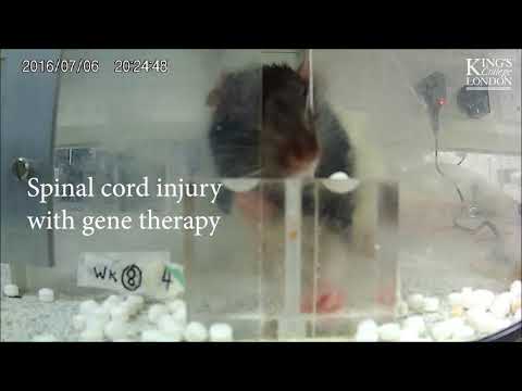 Gene therapy reverses rat’s paralysis at King’s College London | SPINAL ...