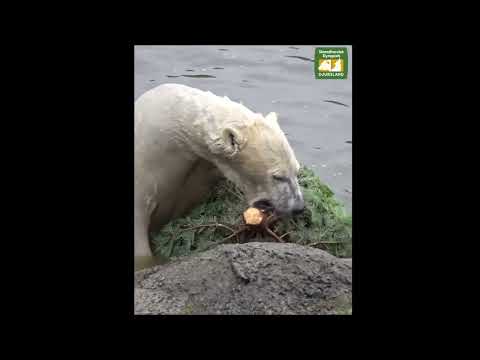 241225 Nuno Nivi Anori Find Fir Tree Fun -Skandinavisk Dyrepark (FB 0112)