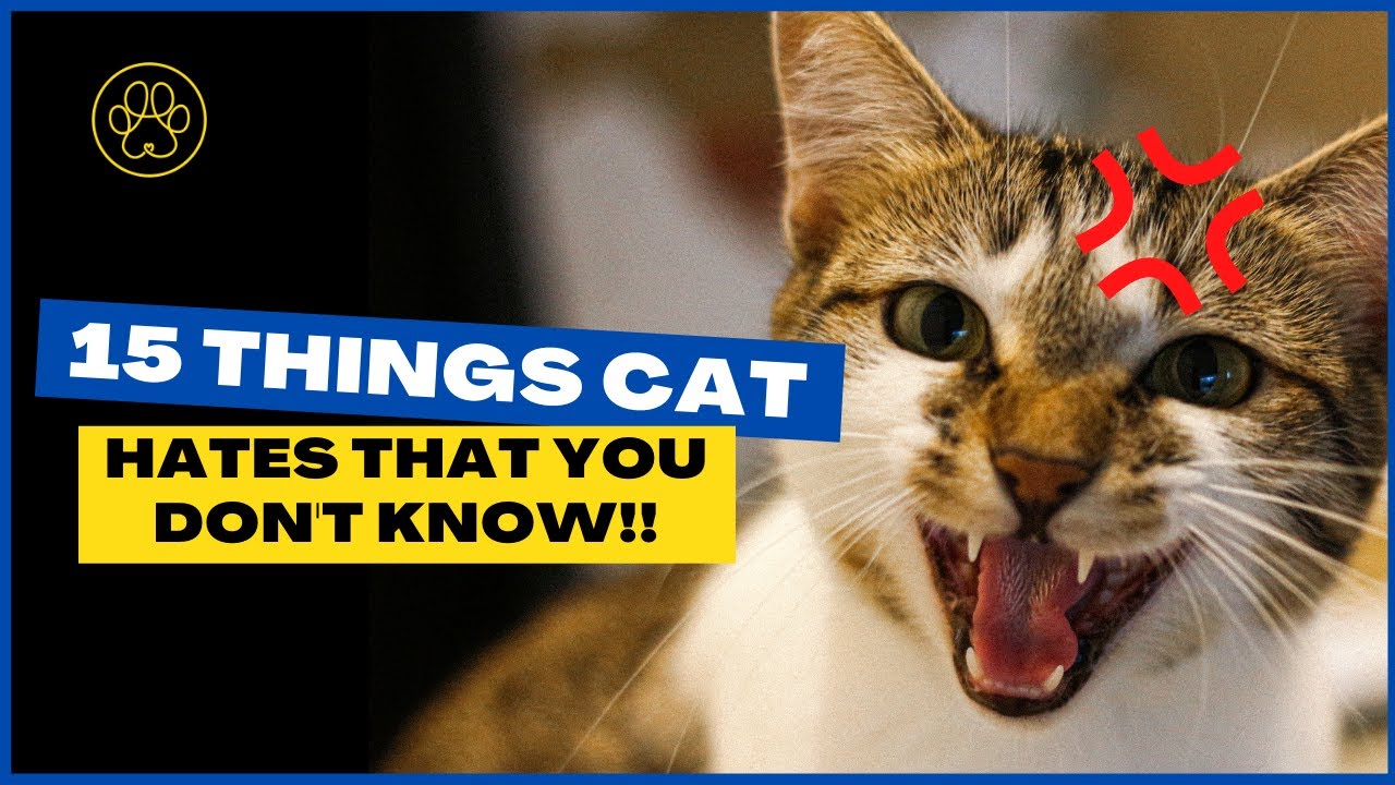 15 Bizarre Things Cats Hate That Owners Must Know! - You'll be amazed after knowing these
