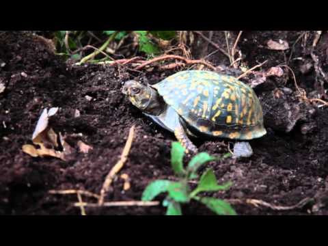 How You Can Help Turtles Hibernate