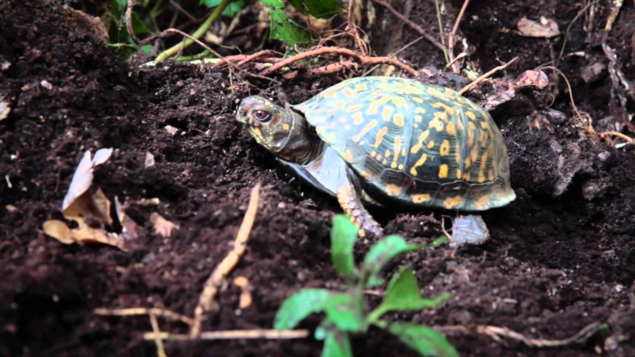 How You Can Help Turtles Hibernate