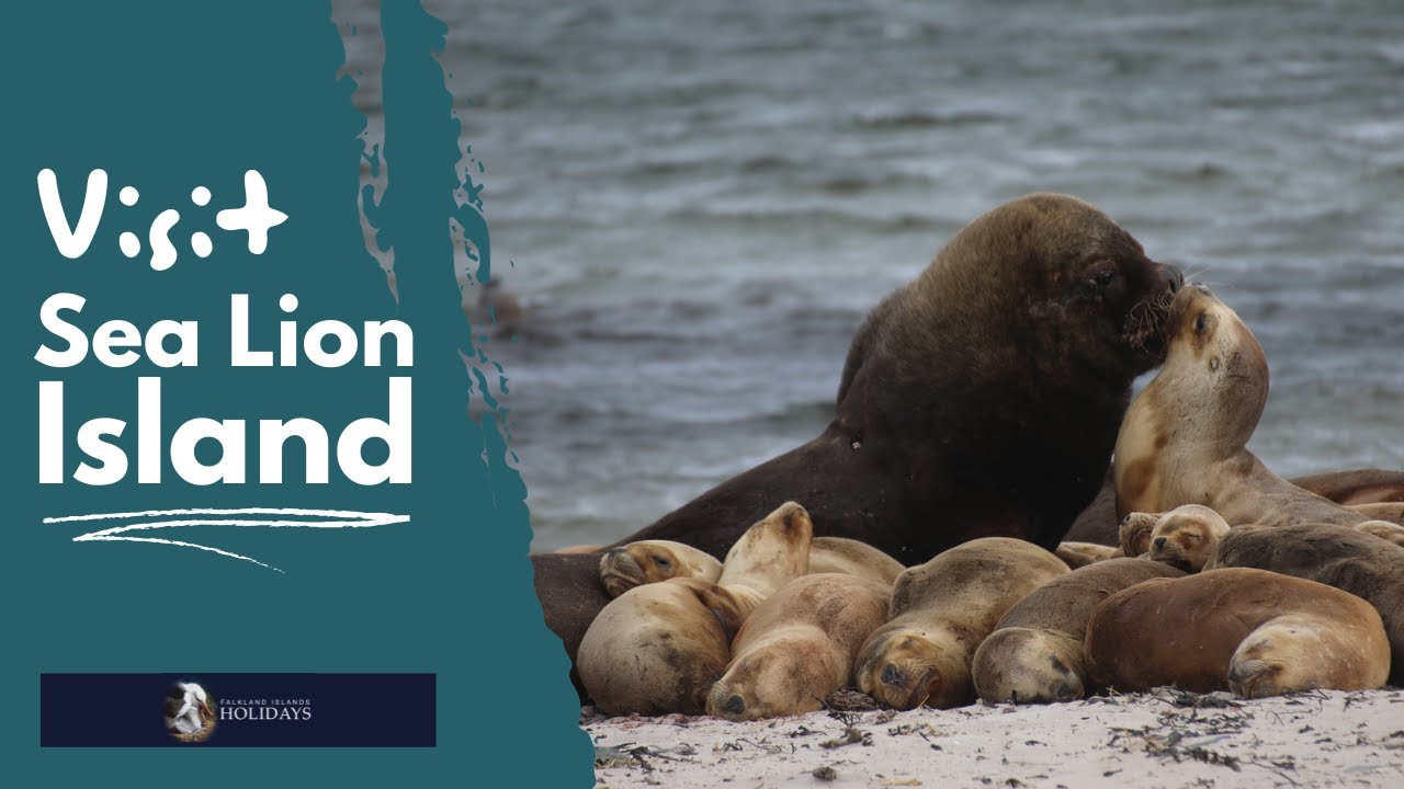 Visit the Falkland Islands - Sea Lion Island