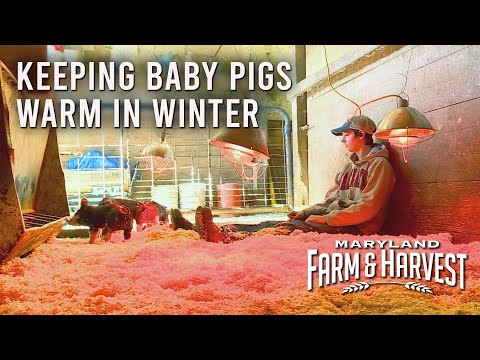 Keeping Baby Pigs Warm in Winter  |  MD F&H
