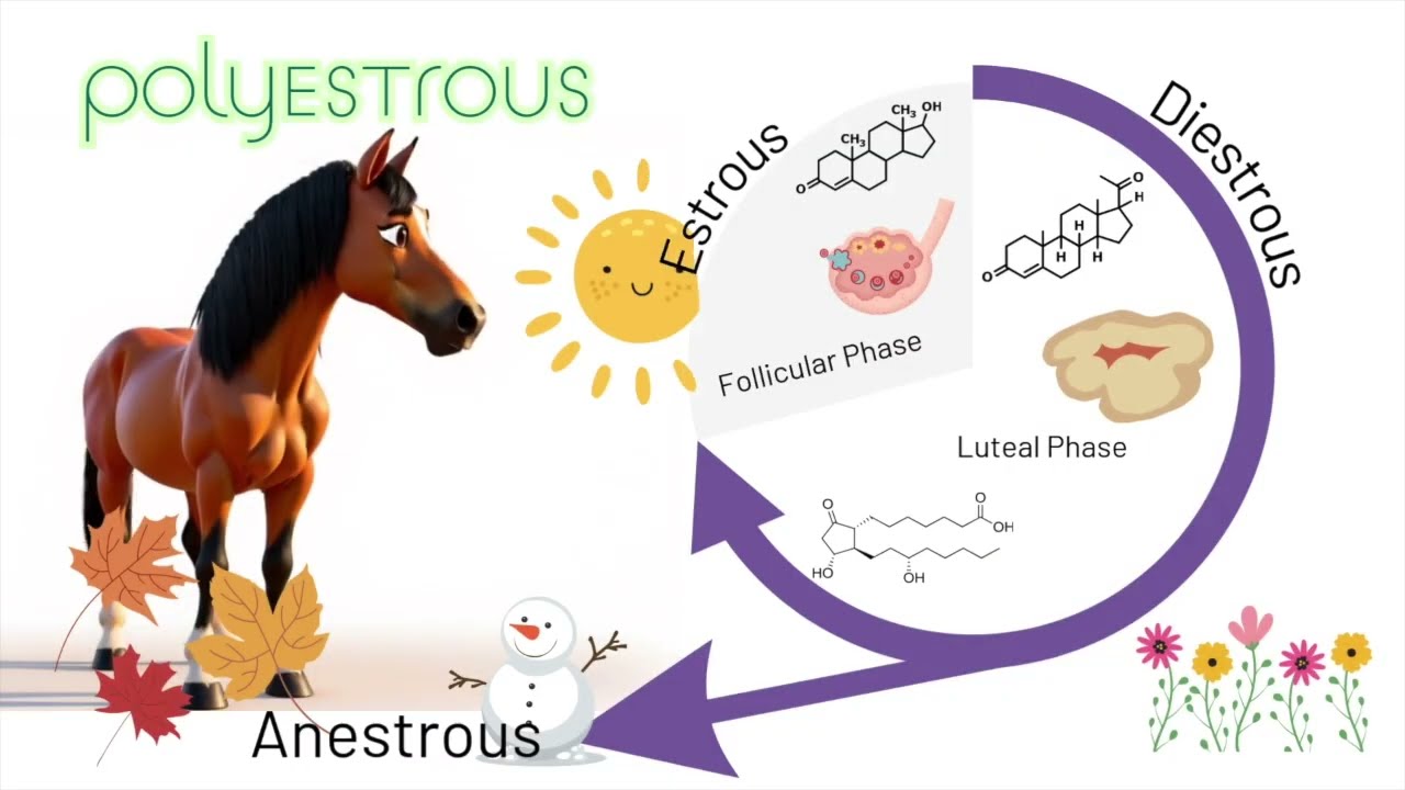 Module 1.3 Understanding the Mare's Estrous Cycle