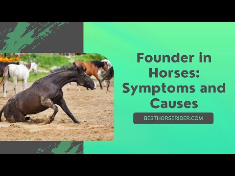 Founder in Horses. Symptoms and Causes