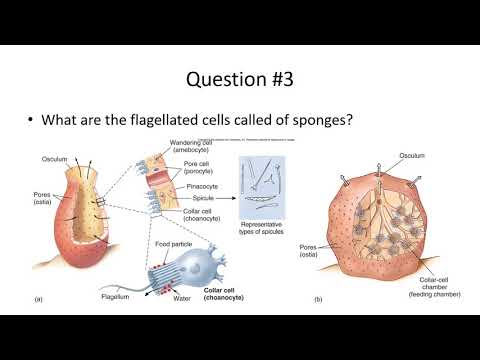 Marine Invertebrates