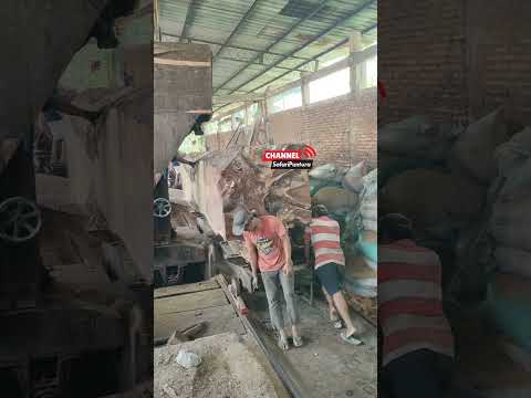 Semangat melakukan pekerjaan #wood #sawmill #trembesi