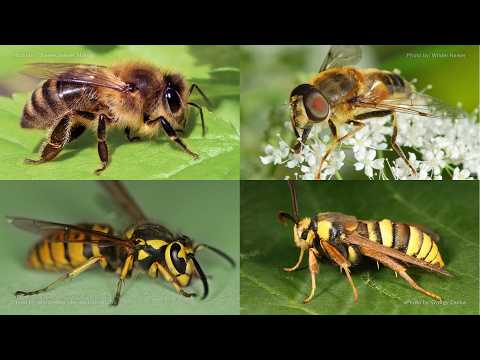 Everything You Know About Bees is Wrong