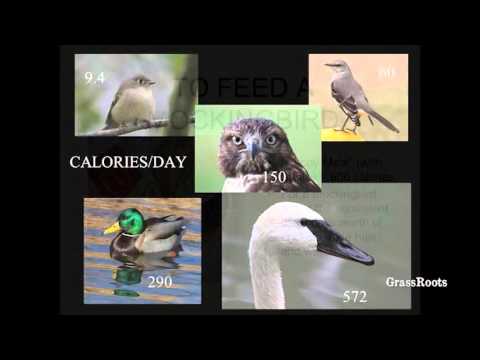 The Hungry Bird: What Birds Eat