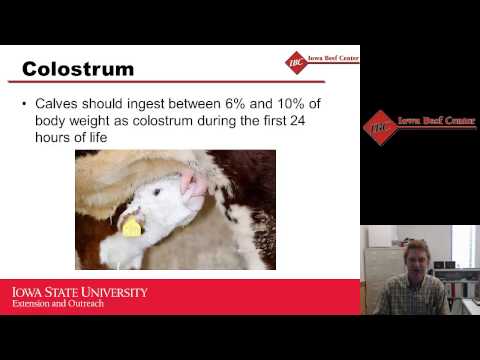 Colostrum Considerations in First-Calf Heifers and Beef Cows