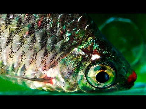 NEW BARB in the hobby - Pethia erythromycter - Close up ⁴ᵏ ᵁˡᵗʳᵃ ᴴᴰ