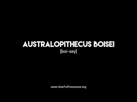 How to Pronounce "australopithecus boisei"