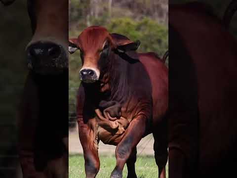 ⭕ Red Brahman Cattle ✅ Biggest Bulls And Cow