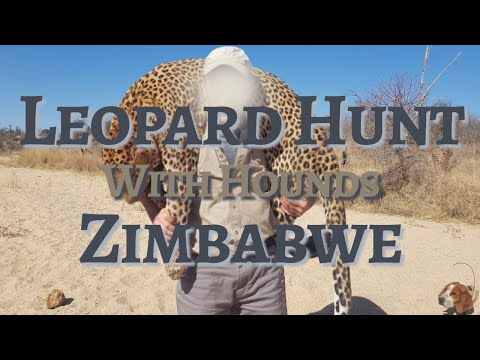 Hunting Leopard with hounds in Zimbabwe with Stompiesland Safaris