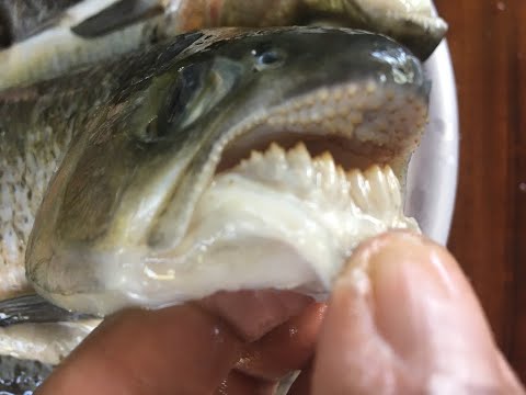 Costa Rica Fishing for the Piranha's Cousin in a remote river!!