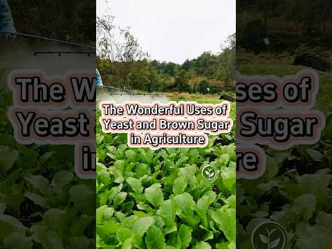 The wonderful uses of yeast and brown sugar in agriculture #shortvideo #garden #natural #howto