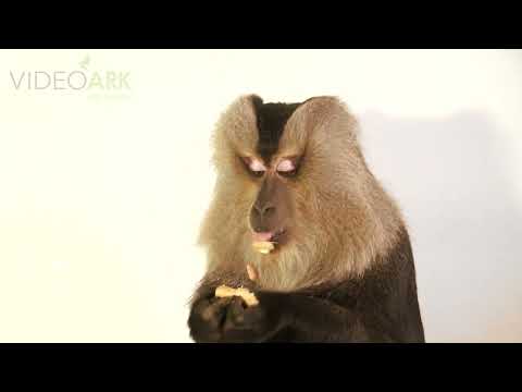 An endangered male lion-tailed macaque (Macaca silenus) at Safari North Wildlife Park.