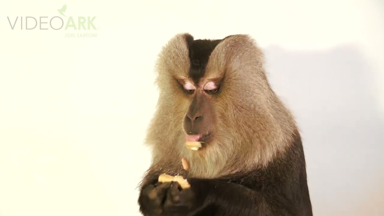 An endangered male lion-tailed macaque (Macaca silenus) at Safari North Wildlife Park.