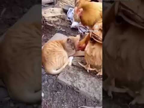 Cats vs Chickens 🐓🐱 #shorts #chicken #cat