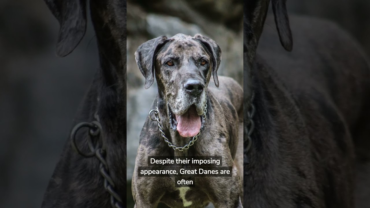 Great Dane: The World's Tallest Dog - Guinness World Records | One Of The Laziest Dog Breeds