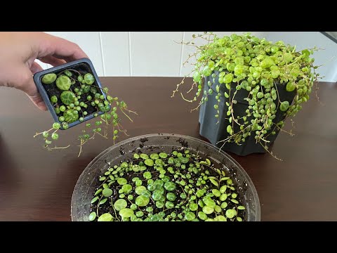 Propagating String Of Turtles So Fast 🐢! // Angels Grove Gardening