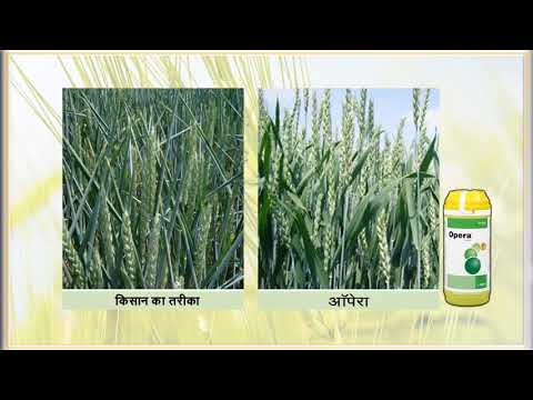 BASF Fungicides - Latest Price, Dealers & Retailers in India