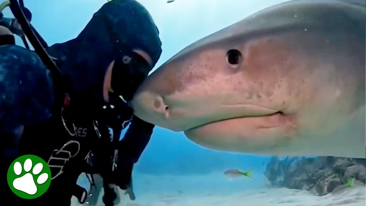Diver Becomes Friends With Wild Tiger Shark