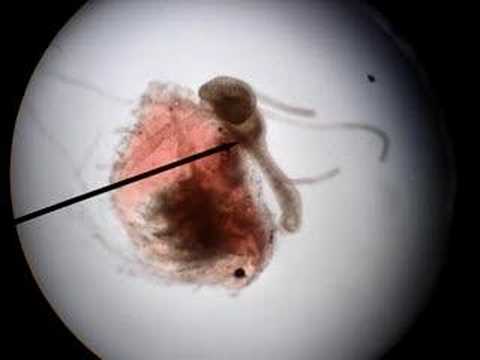 How Hydra’s interact with their environment -Predatory | Andrew's Blog ...