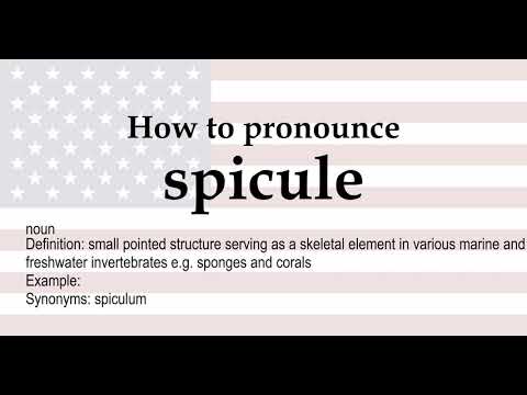 spicule