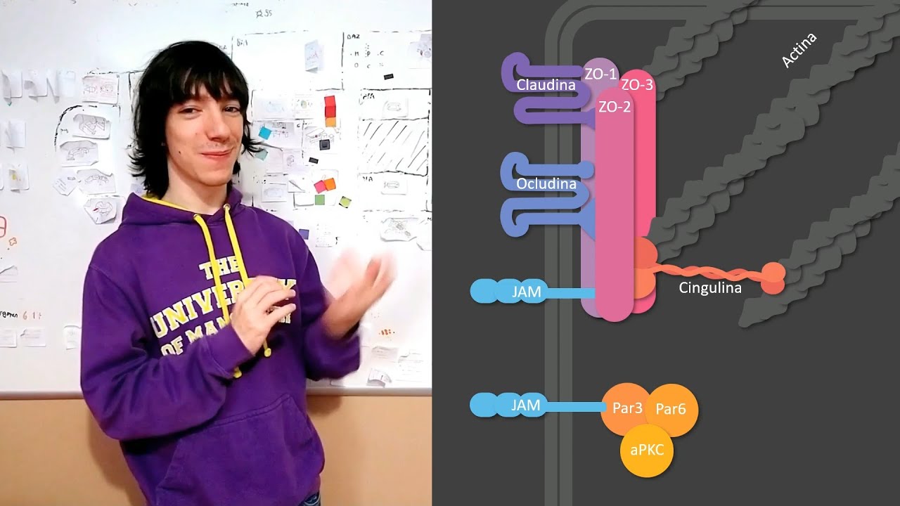 Tight junctions: Proteins and function