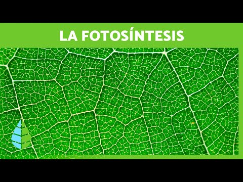 Qué es la FOTOSÍNTESIS 🌱☀️ (Definición, FASES y su IMPORTANCIA)