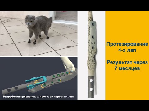 Dymka the Cat | This Hero Cat Has 3D-Printed Titanium Limbs