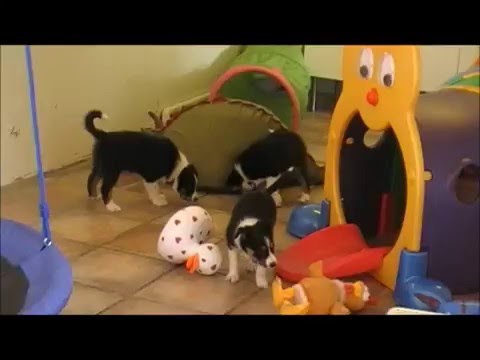 Puppies Djin x Glen at Puppy Playground