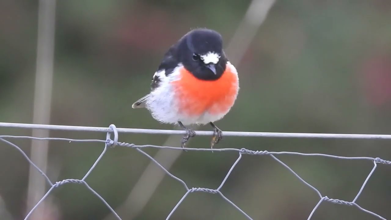 Scarlet Robin male calling and closeups