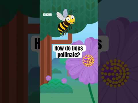 How do bees pollinate? | Get Set Galactic on CBeebies #shorts