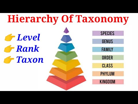 Hierarchy Of Taxonomy (Levels,Ranks,Taxon) In Hindi/Urdu.