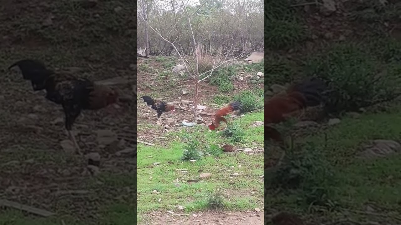 cock fight