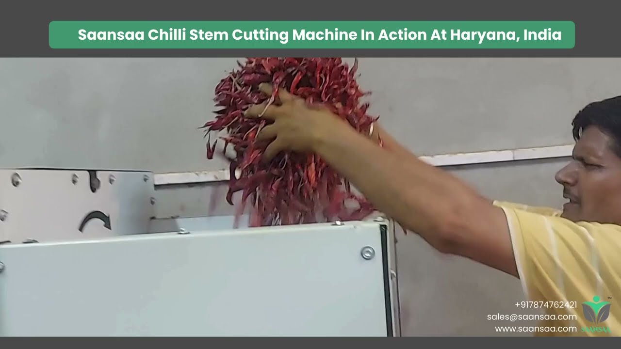 Saansaa Chilli Stem Cutting Machine in Action At Haryana