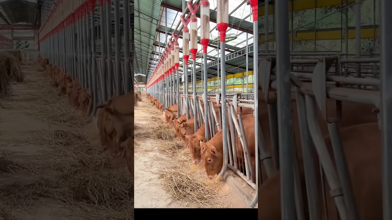 Watch How Smart Farming Technology Feeds Cattle Faster and More Efficiently #work