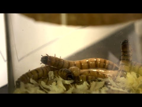 Crickets and maggots on the menu at Helsinki insect food fair