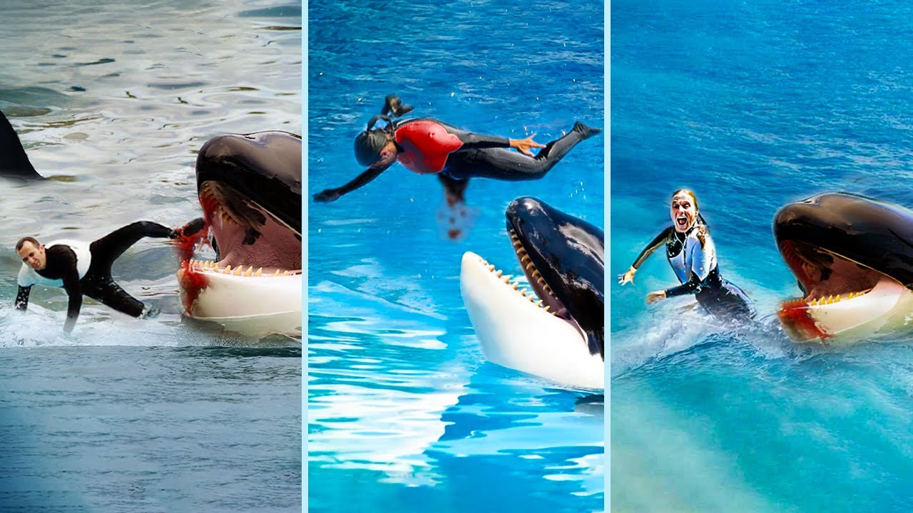 The Most Brutal Orca Attacks Marathon