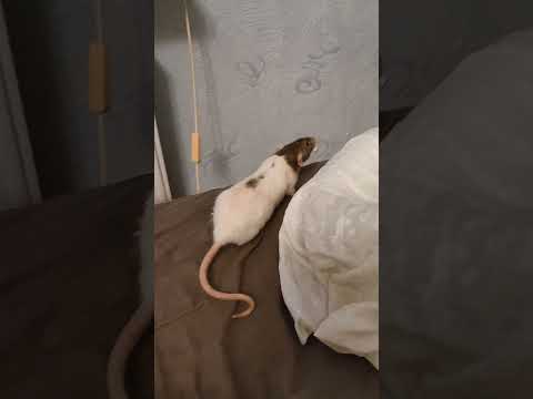 Two cute and curious foster rat girls :D