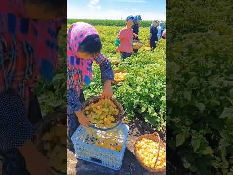 Golden Berry ( Physalis peruviana ) Harvest #satisfying #shot