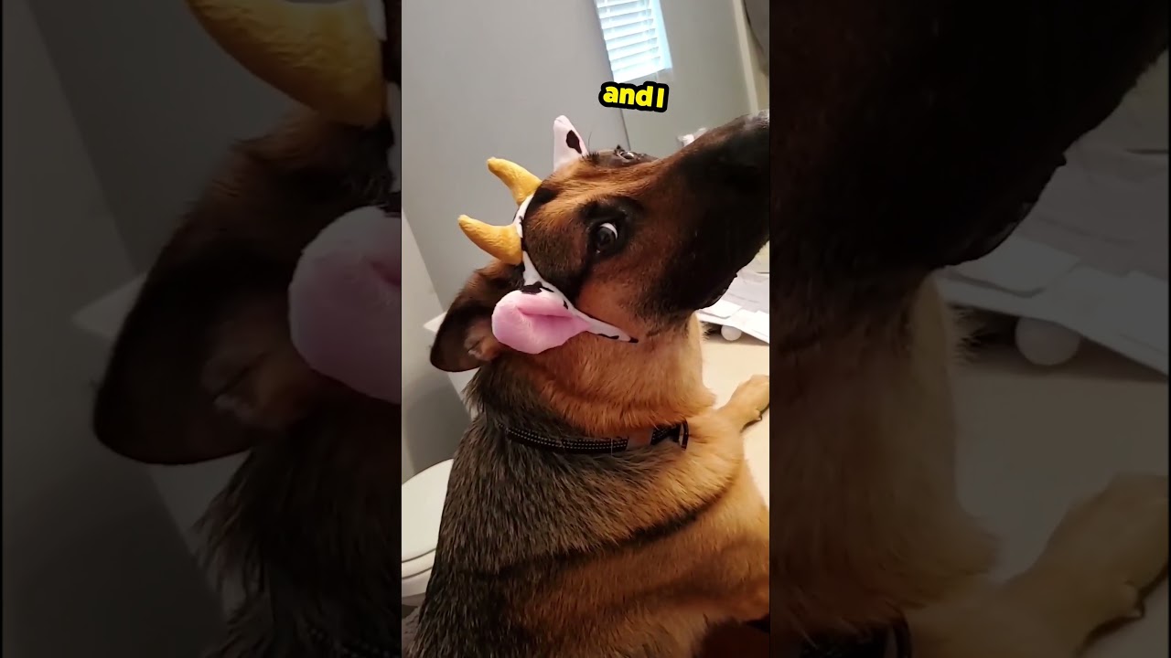 German Shepherd does NOT like his new costume... #funnydogs #cows #shepherd #shorts