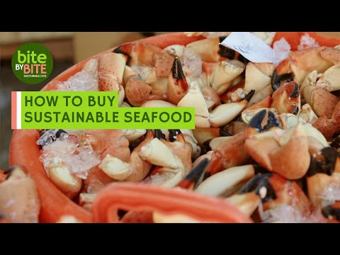 How to Buy Sustainable Seafood | Bite by Bite: Sustainable Eats