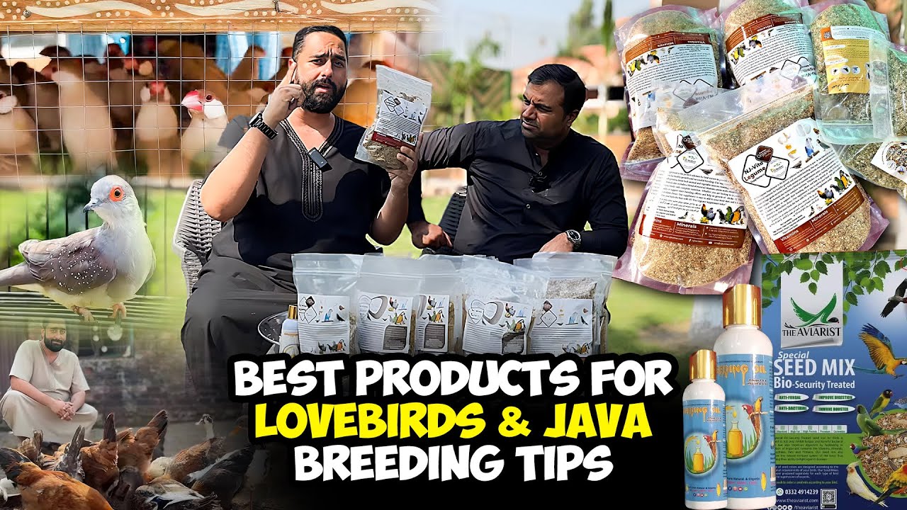 Best Products For Lovebirds & Java Breeding Tips